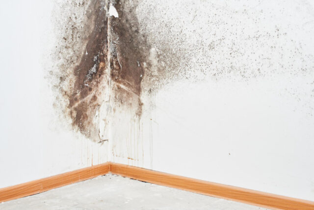 Dealing with Black Mold in Your Rhode Island Home